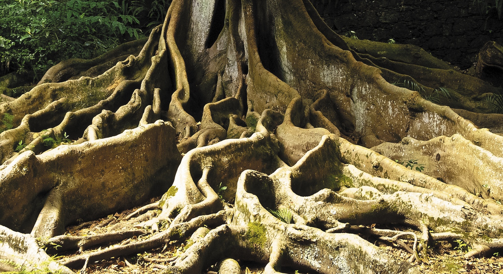 Root and branch: why culture still matters | Governance and Compliance ...